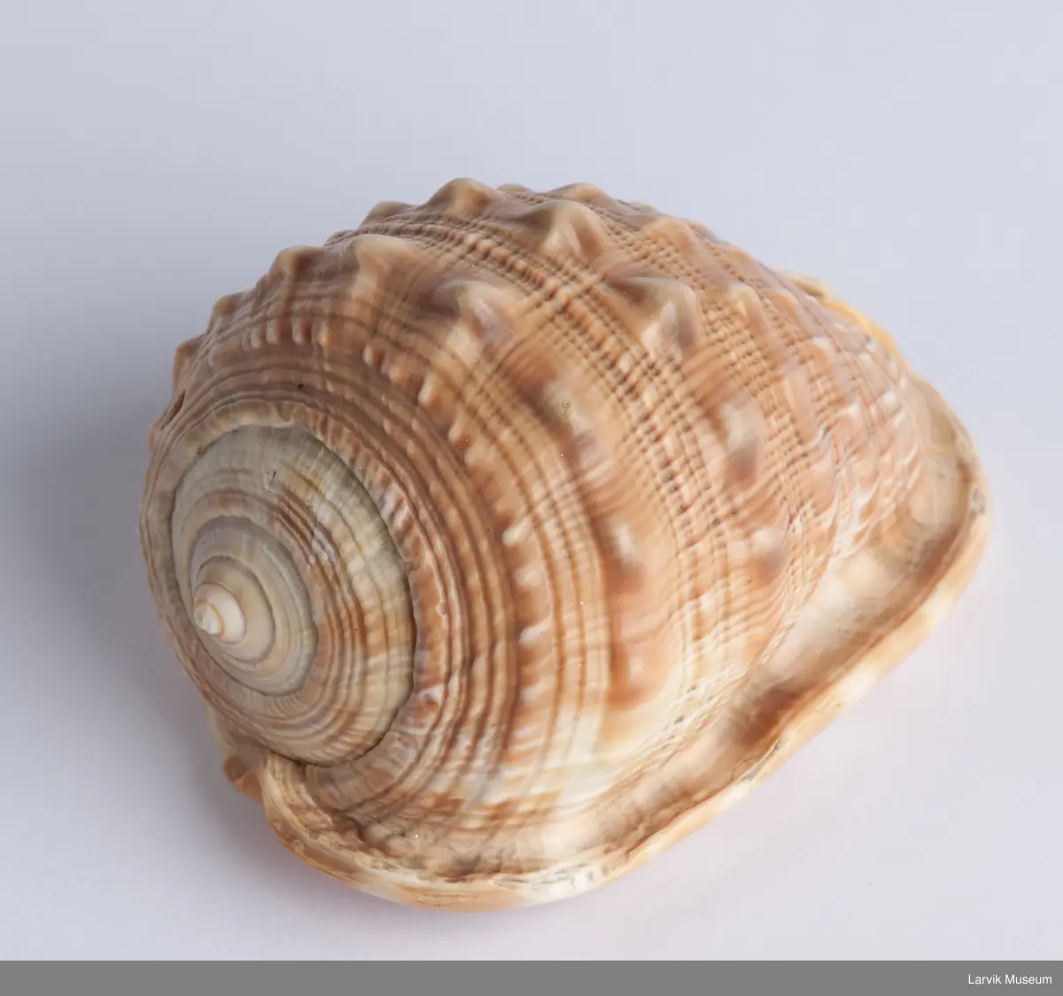 Sneglehus - Larvik Museum / DigitaltMuseum