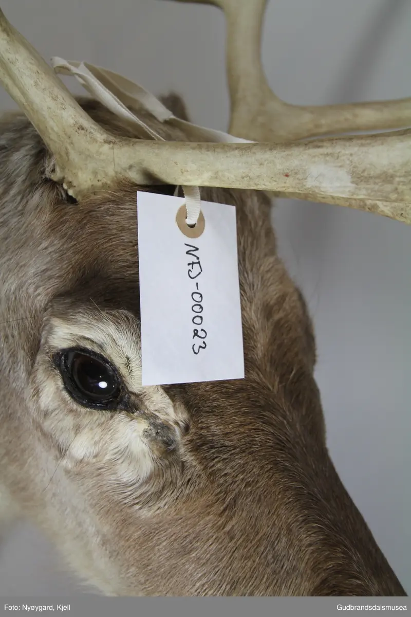 Reinsdyrhode - Gudbrandsdalsmusea AS / DigitaltMuseum